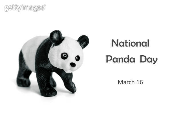 National Panda Day 16 March celebrate fluffiest, bamboo-munching bears ...