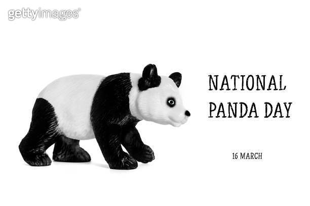 National Panda Day 16 March celebrate fluffiest, bamboo-munching bears ...