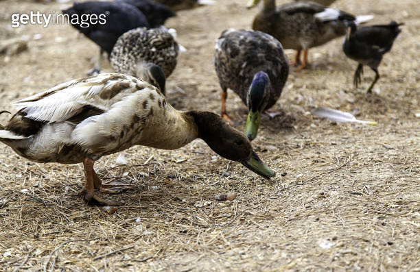 Ducks eating in nature 이미지 (1407235559) - 게티이미지뱅크
