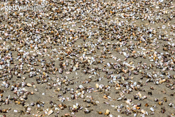 Thousands of sea clams washed up on the beach in Huntington Beach ...