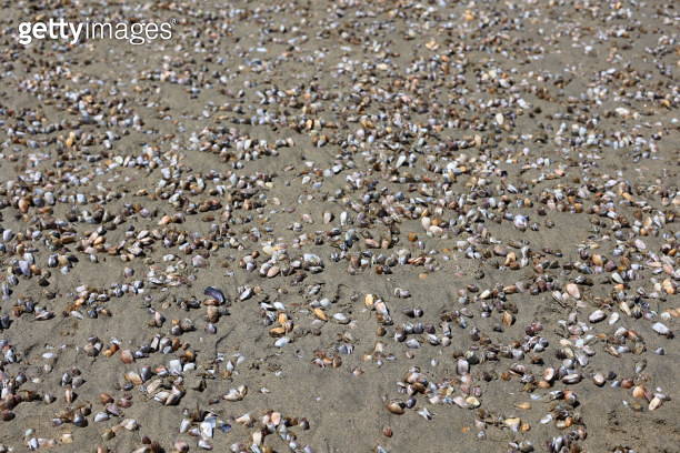 Thousands of sea clams washed up on the beach in Huntington Beach ...