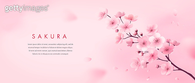 Floral banner design template with realistic sakura. Floral background ...