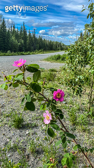 Wild roses in bloom in a forest in summer 이미지 (1405735749) - 게티이미지뱅크
