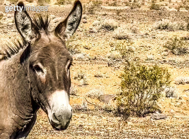 The wild donkeys of Death Valley California 이미지 (1393495153) - 게티이미지뱅크