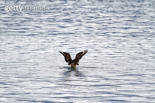 Eagle flying and fishing in Beagle Channel 이미지 (1366564890) - 게티이미지뱅크