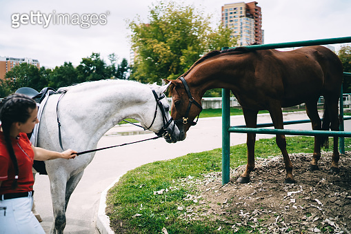 Side view of female jockey with stallion at paddock with mare ...