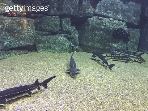 black, long fish swim on the seabed with sand and stones in the ...