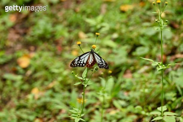 Chestnut tiger butterfly female (Parantica sita). 이미지 (1432035689) - 게티 ...