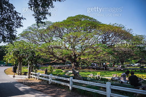 unacquainted people Giant Monky Pod Tree kanchanaburi thailand.Over-100 ...