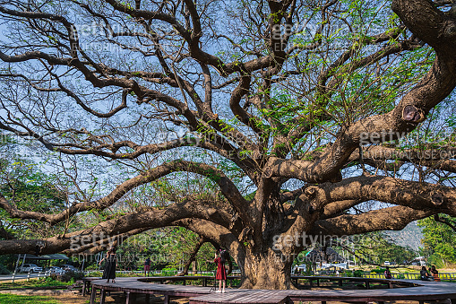 unacquainted people Giant Monky Pod Tree kanchanaburi thailand.Over-100 ...