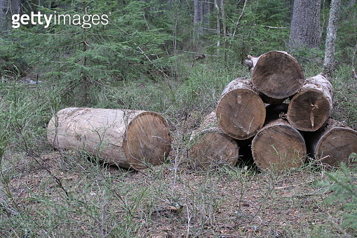 a stack of wooden lumber in the forest in spring 이미지 (1401794901) - 게티이미지뱅크