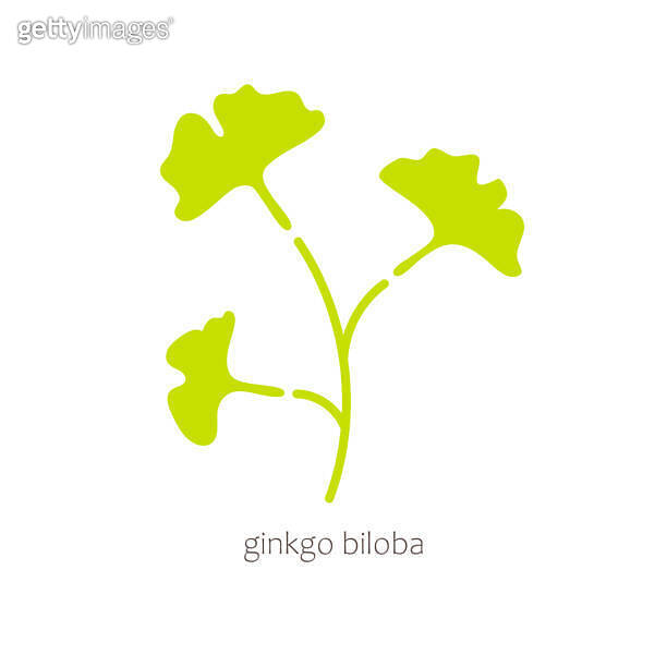 Ginkgo branch with leaves. Isolated element on a white background. 이미지 ...