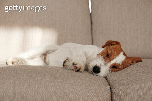 Adorable small breed dog chilling at home. 이미지 (1363767329) - 게티이미지뱅크
