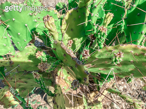 a green, tropical, smooth cactus grows in a hot, tropical desert ...