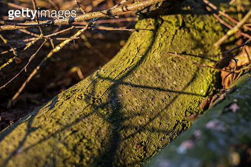 Beautiful green moss on a tree, moss close-up, macro. Sunlight and ...