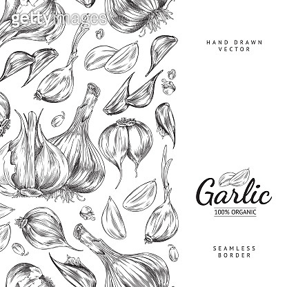 Organic garlic poster template with seamless border, sketch vector ...