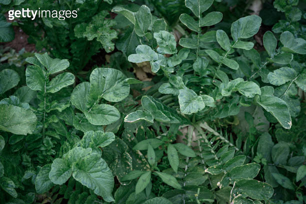 White radish grow in organic farm. Agricultural radish field ...