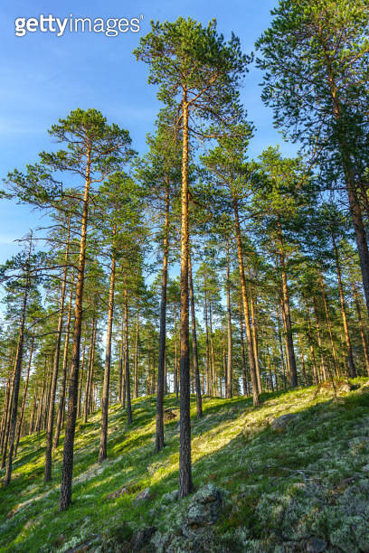 Sparse pine forest up a hill in northern Sweden 이미지 (1372153329) - 게티이미지뱅크