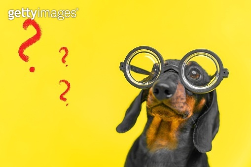 Portrait of adorable dachshund puppy wearing glasses with round thick ...