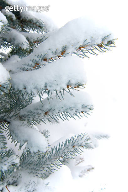 Snow Covered Blue Spruce Tree-Howard County, Indiana (1372147724) - 게티이미지뱅크