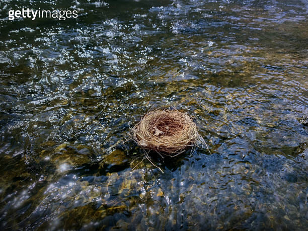 Nest floats on water 이미지 (1393852973) - 게티이미지뱅크