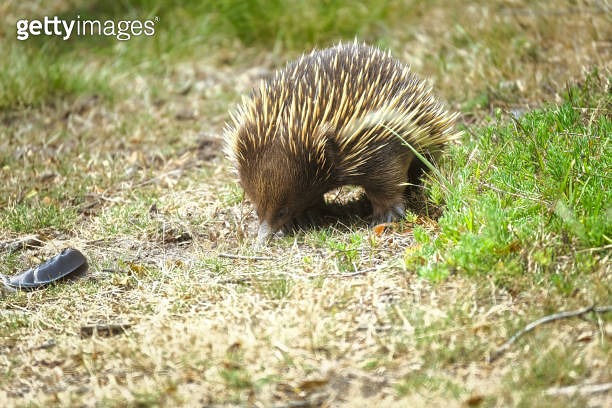 Echidna, native fauna of Australia in the wild (1372467311) - 게티이미지뱅크