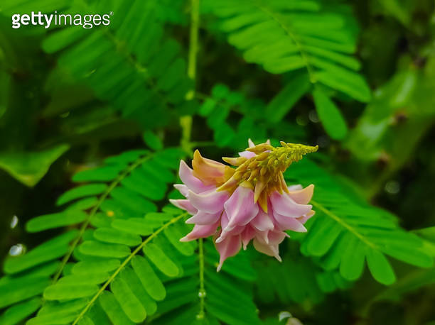 Beautiful Shot Of Ratti Gunja Gunchi Chirmati Abrus Precatorius Abrus ...
