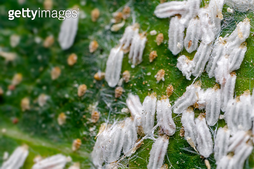 Aulacaspis which are scale insects also known as Asian cycad scale ...
