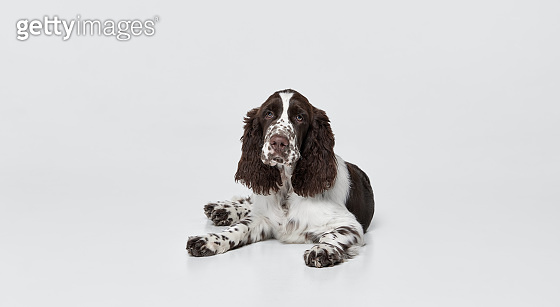 Portrait of purebred english springer spaniel dog lying on floor and ...