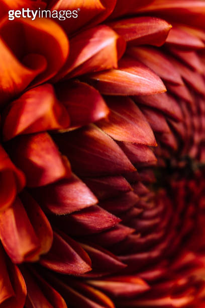 Macro details and patterns in nature 이미지 (1406220435) - 게티이미지뱅크