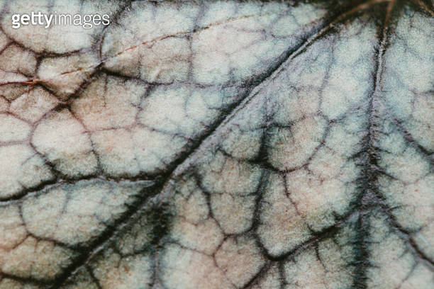 Macro details and patterns in nature 이미지 (1405630763) - 게티이미지뱅크