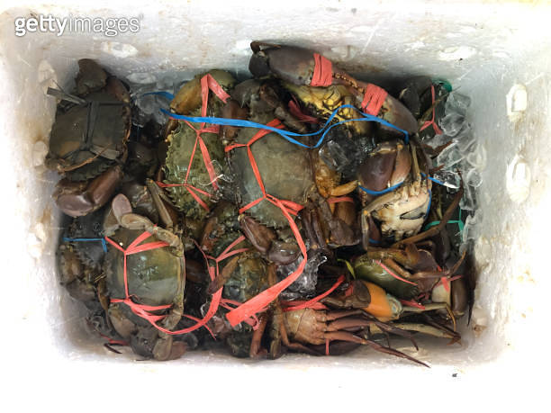 Giant mud crabs or mangrove crabs in a white box 이미지 (1392576976) - 게티이미지뱅크