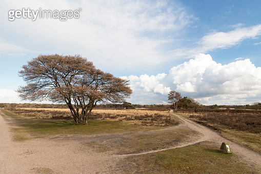 Cycle path through the heathland and flowering Amelanchier trees in the ...