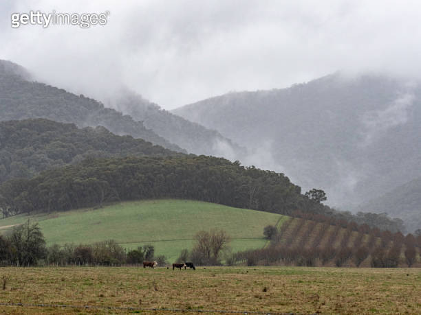 Rain falling on rural farmland with cattle 이미지 (1437998316) - 게티이미지뱅크