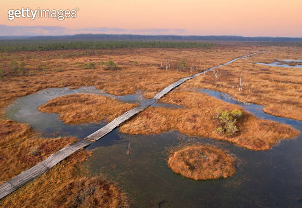 East European swamps and Peat Bogs. Ecological reserve in wildlife ...