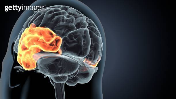 3d illustration of human body temporal lobe anatomy. (1363079405) - 게티이미지뱅크