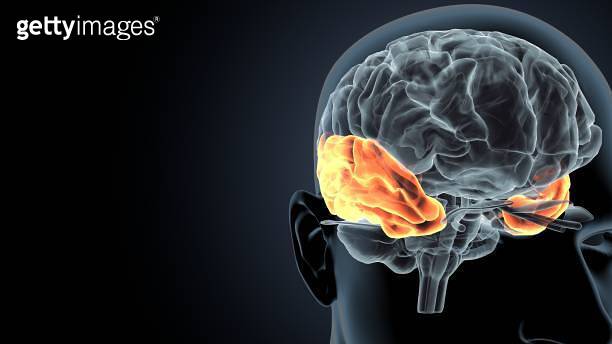 3d illustration of human body temporal lobe anatomy. (1363079381) - 게티이미지뱅크