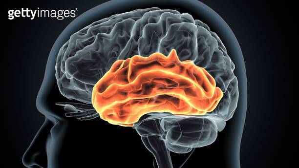3d illustration of human body temporal lobe anatomy. (1363079348) 일러스트 ...