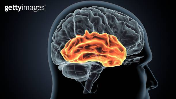 3d illustration of human body temporal lobe anatomy. 이미지 (1363078766 ...