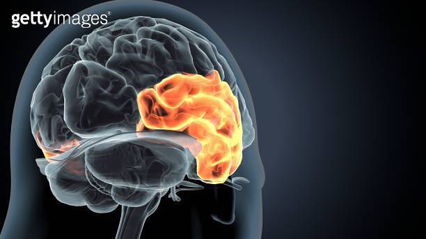 3d illustration of human body temporal lobe anatomy. (1363079346) 일러스트 ...