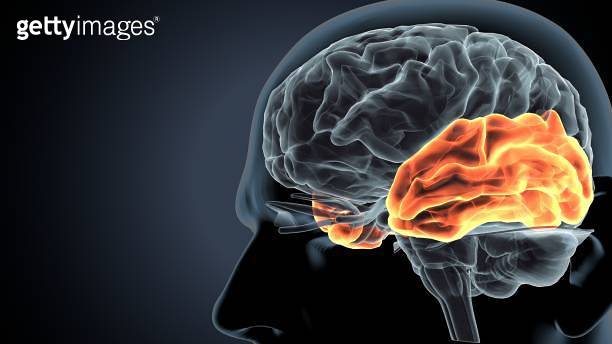 3d illustration of human body temporal lobe anatomy. (1363079315) - 게티이미지뱅크