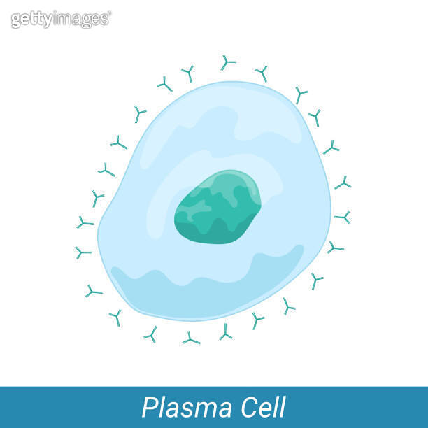 Plasma cell derived from b cell of adaptive immune system 이미지 ...
