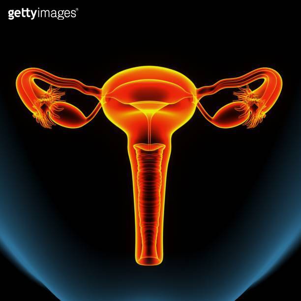 3d illustration of human femail reproductive system anatomy. 이미지 ...