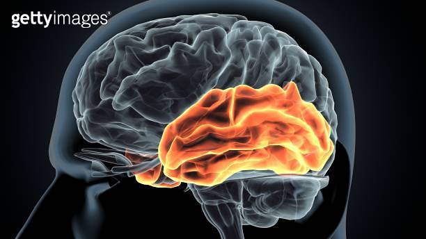 3d illustration of human body temporal lobe anatomy. (1363078769) 일러스트 ...