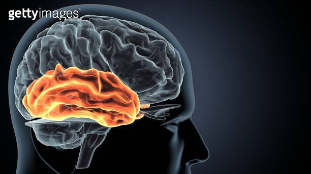 3d illustration of human body temporal lobe anatomy. (1363079347) - 게티이미지뱅크
