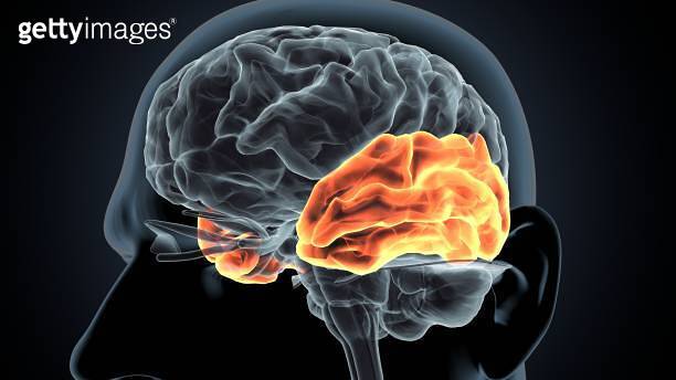 3d illustration of human body temporal lobe anatomy. (1363078768) 일러스트 ...