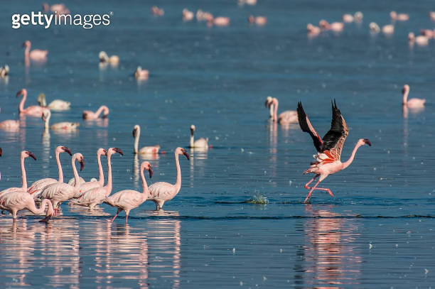 The lesser flamingo (Phoenicopterus minor) is a species of flamingo ...