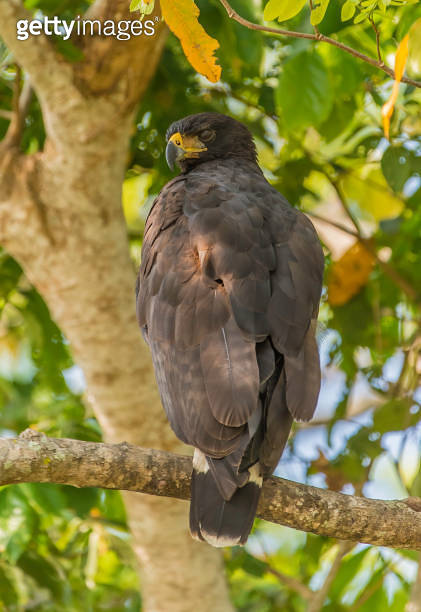 The great black hawk (Buteogallus urubitinga) is a bird of prey in the ...