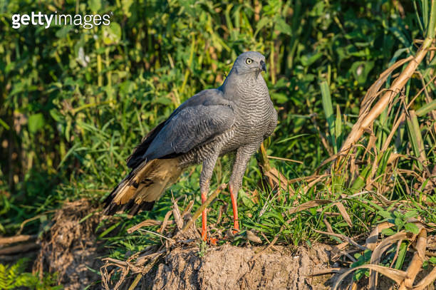 The crane hawk (Geranospiza caerulescens) is a species of bird of prey ...