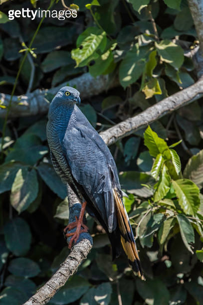 The crane hawk (Geranospiza caerulescens) is a species of bird of prey ...